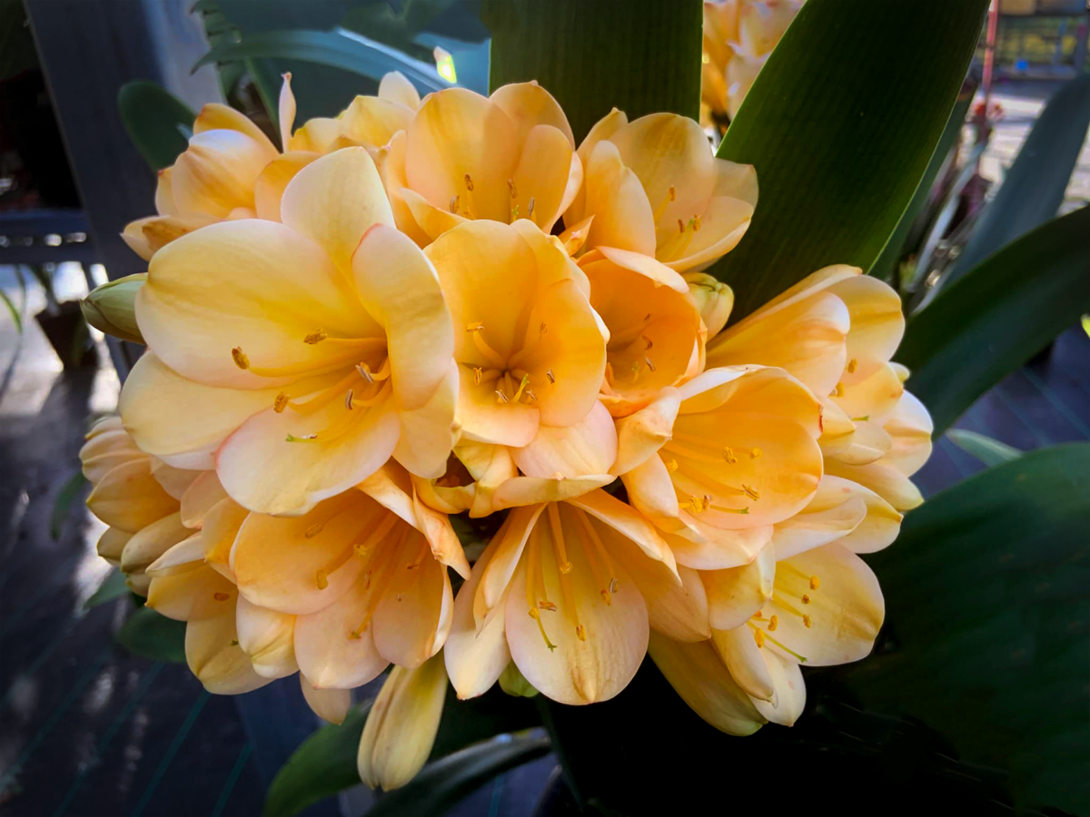 Shop – Valewood Estate Clivias