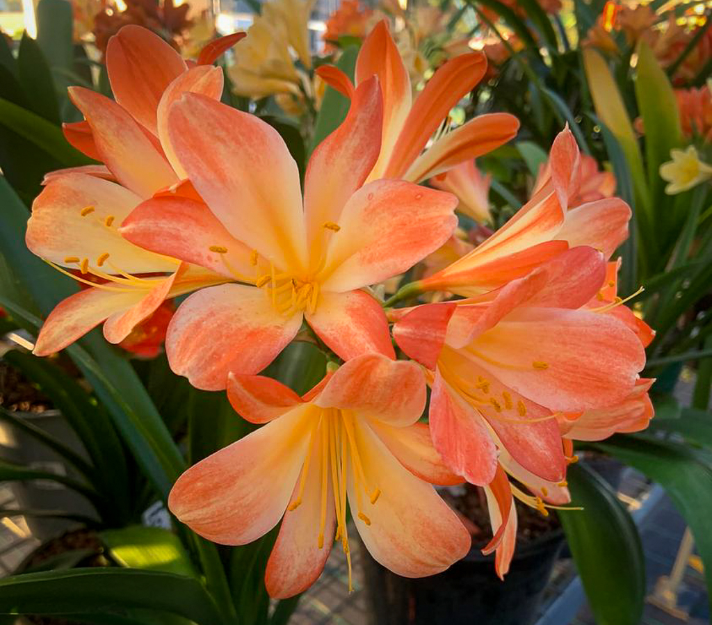Rare – Valewood Estate Clivias