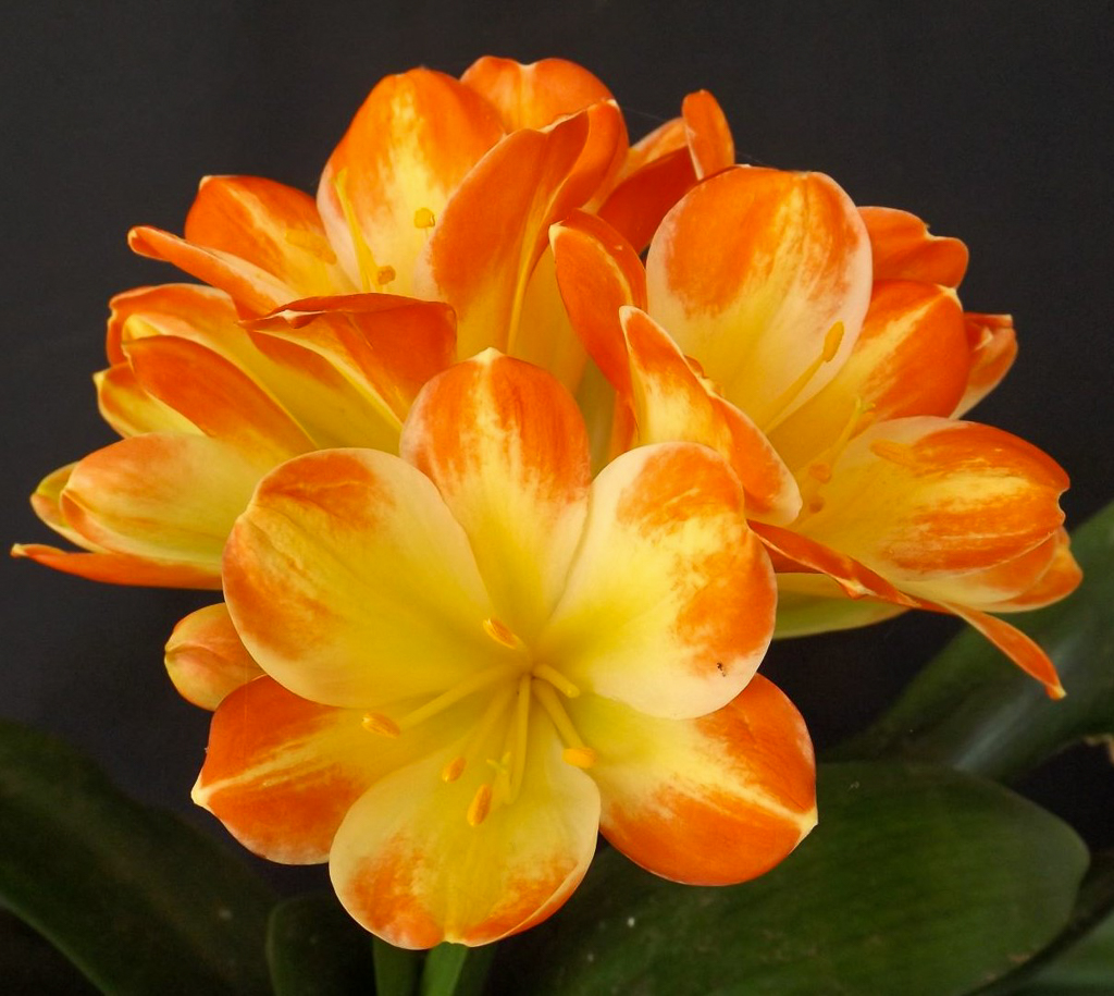 Rare – Valewood Estate Clivias