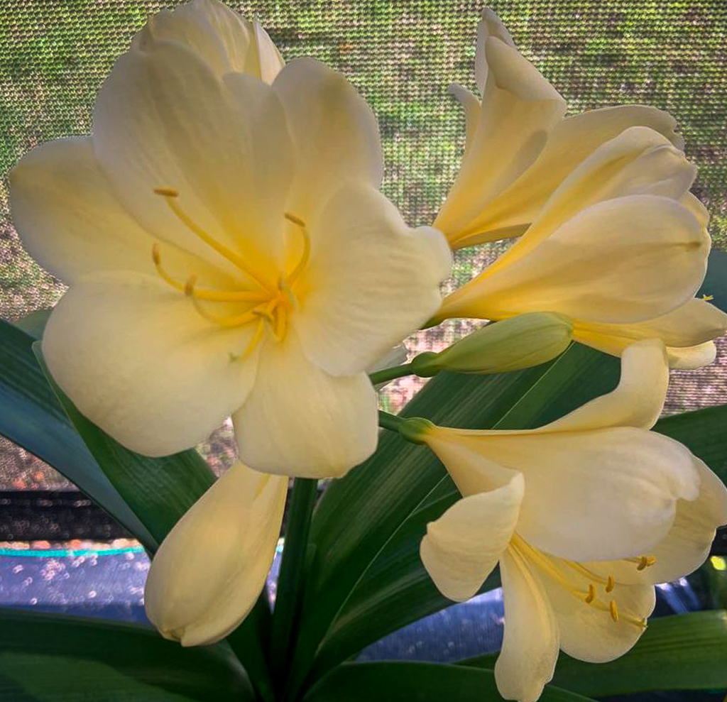 Rare – Valewood Estate Clivias