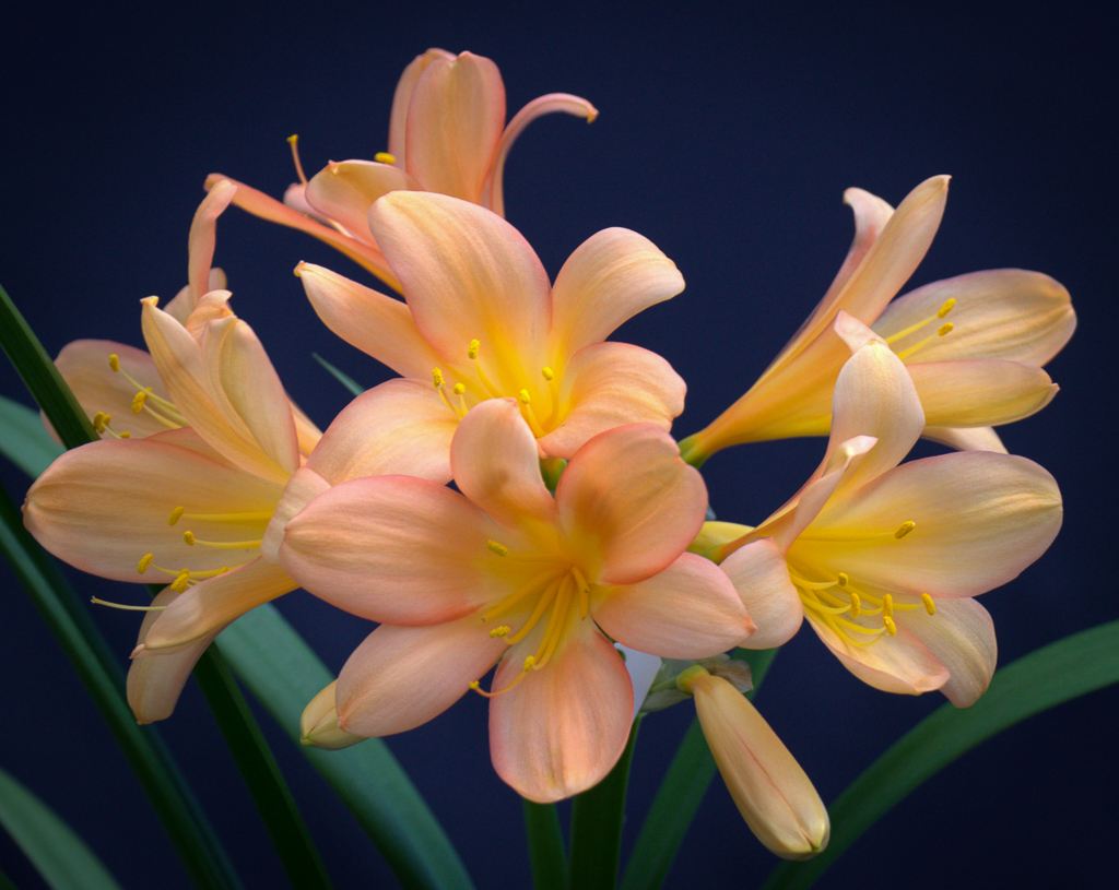 Pinks – Valewood Estate Clivias