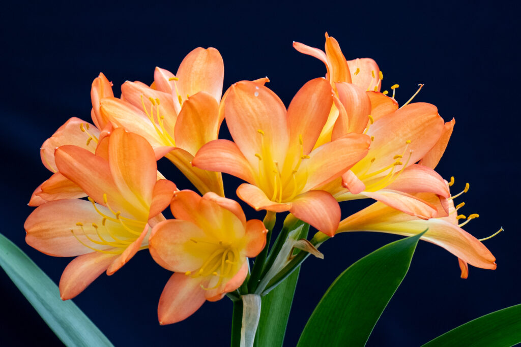 Rare – Valewood Estate Clivias