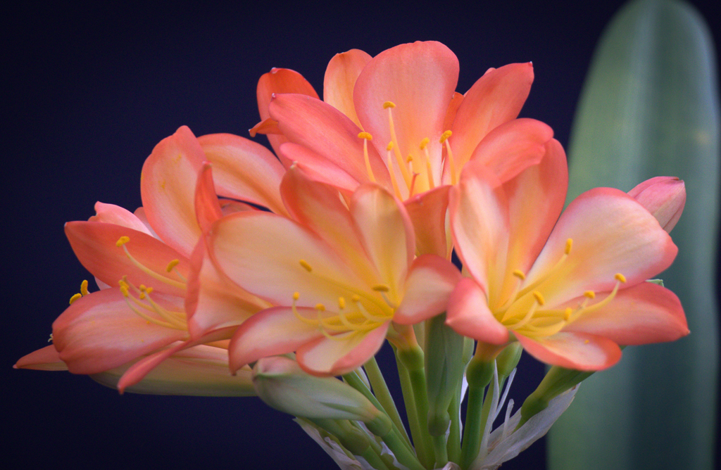 Rare – Valewood Estate Clivias
