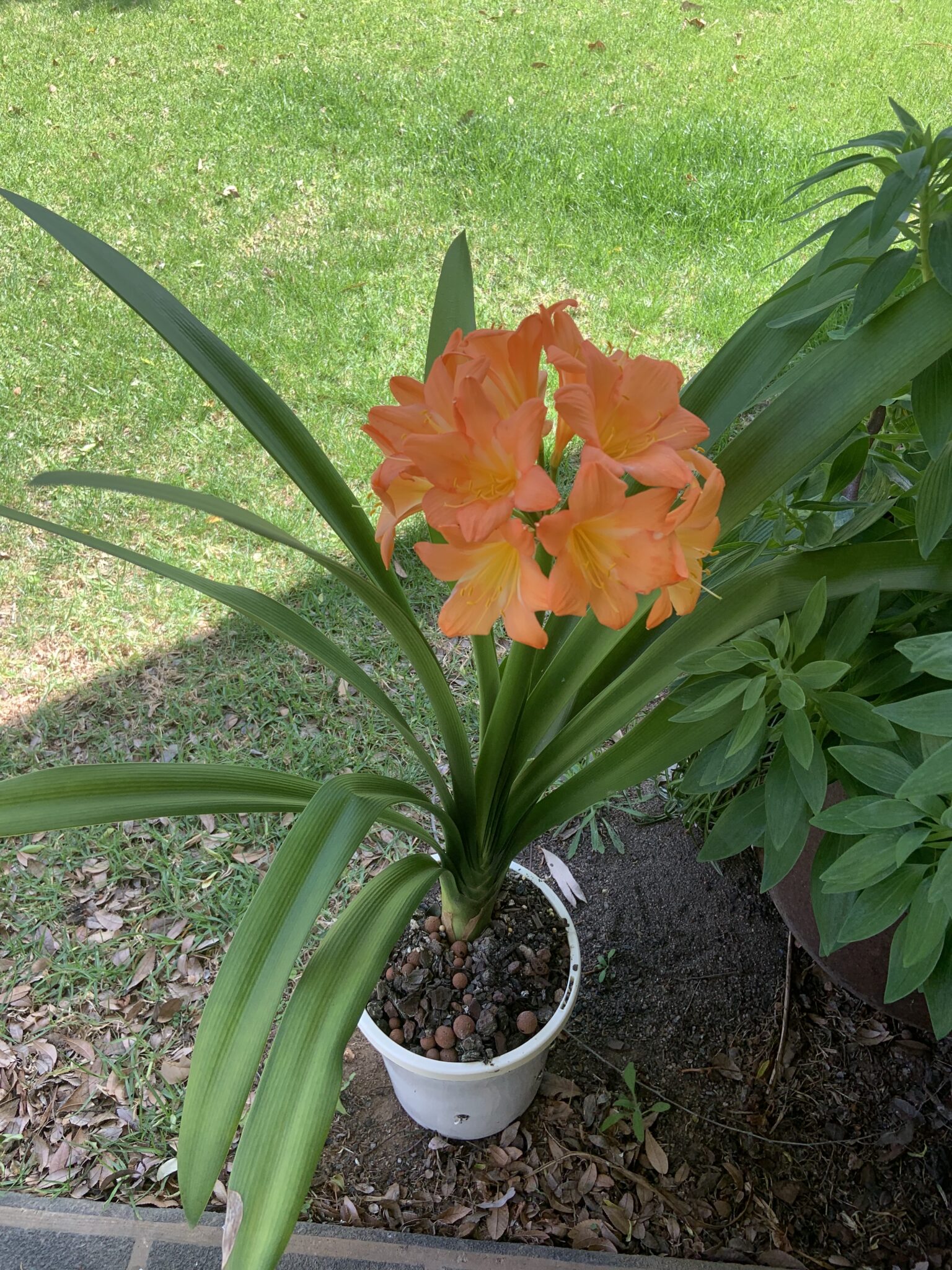 Plants – Valewood Estate Clivias
